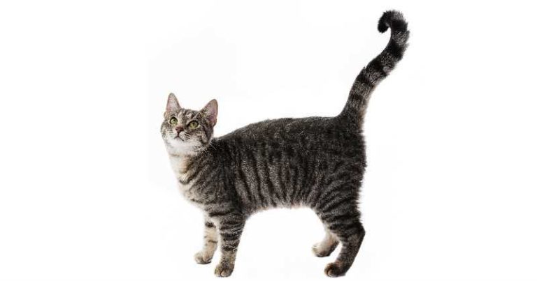 Gato Criollo Colombiano: Descubre las peculiaridades de este gato