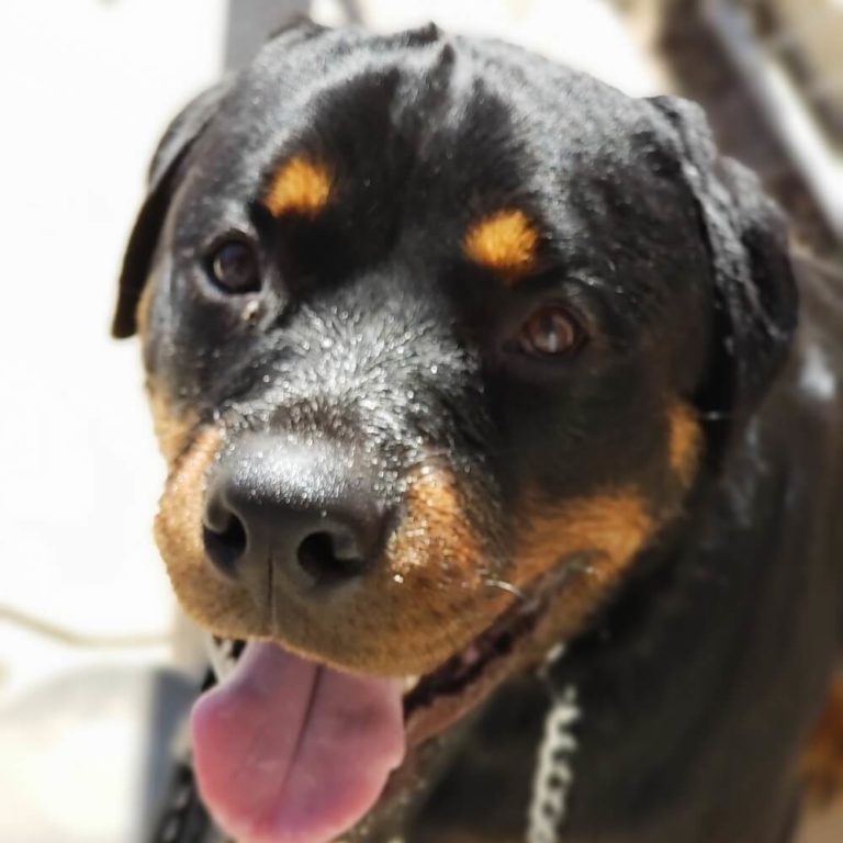ROTTWEILER AMERICANO Y ALEMÁN: [GUIA COMPLETA]