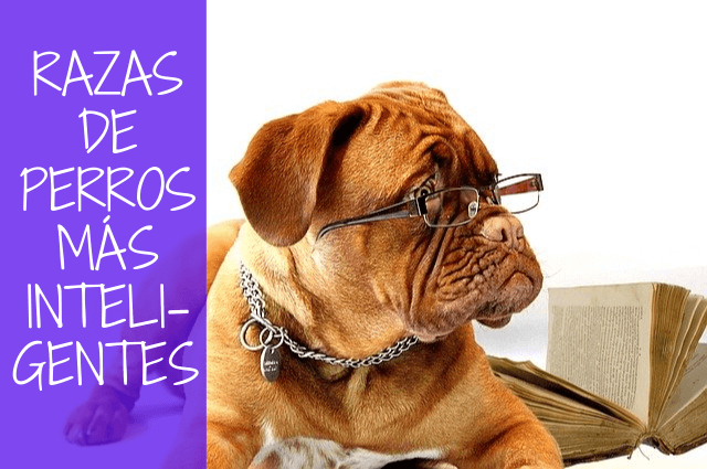 Perros Más Inteligentes Del Mundo: [Top 10 completo]