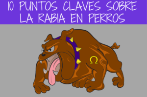 Rabia en Perros: [10 puntos claves que debes saber]
