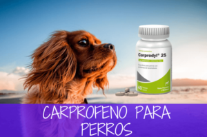 Carprofeno Para Perros: [Guía De Uso Rápida 2020]