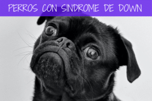 Perros con síndrome de down: [Causas, sintomas y posibilidades]