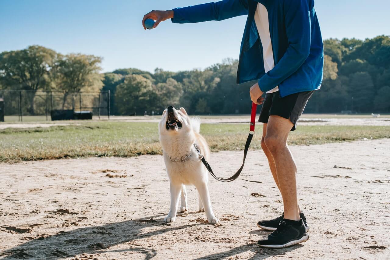 Cómo entrenar un perro: Tips generales y 5 trucos básicos